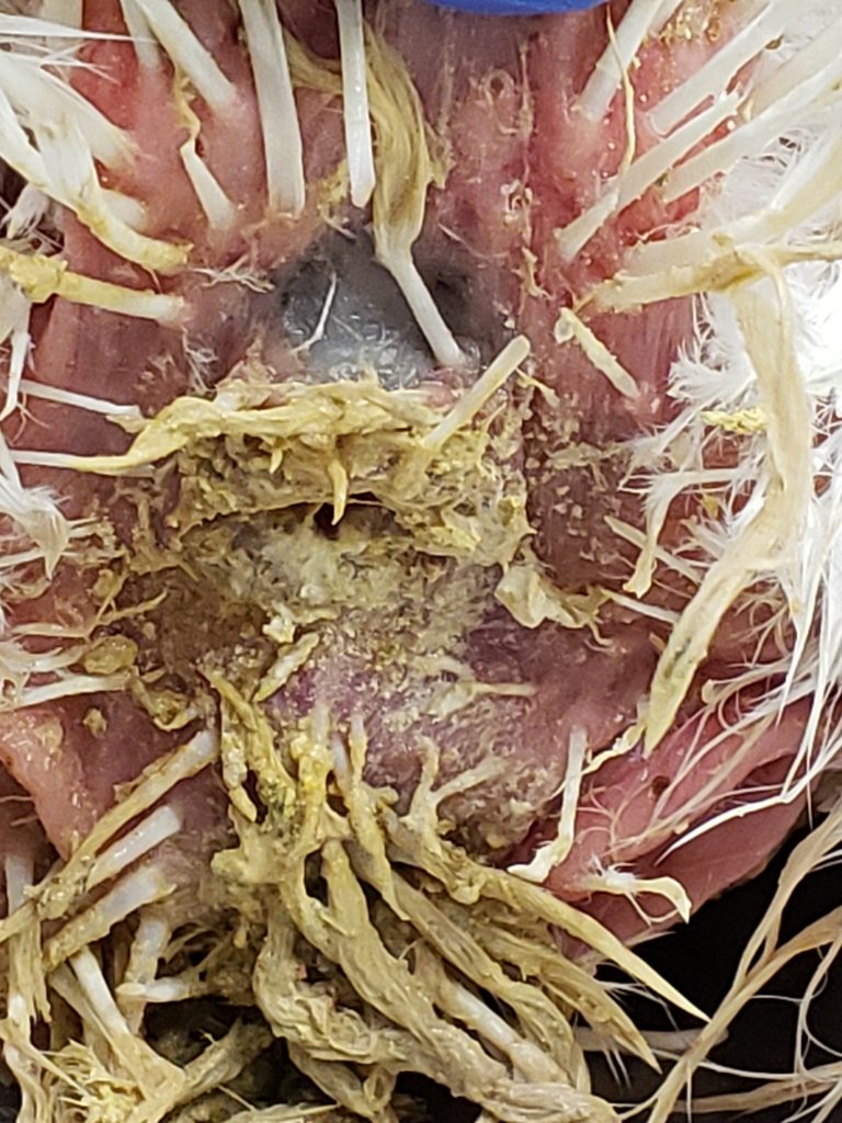 Vent Gleet in Chickens - Backyard Poultry